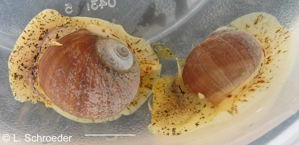 Gastropods - Velutinidae, Naticidae